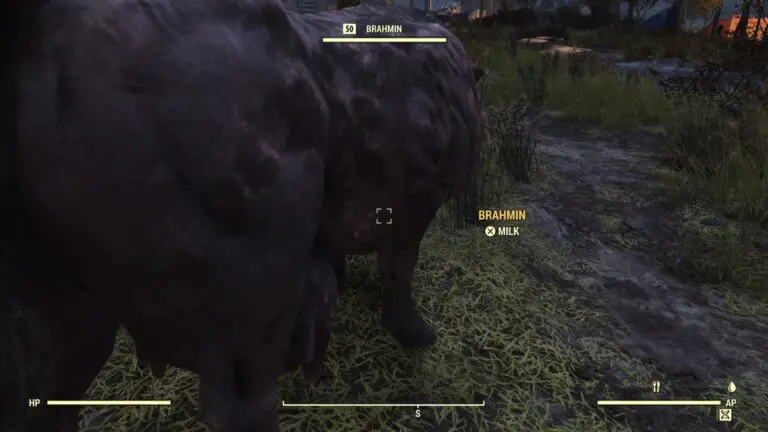 How to milk Brahmin in Fallout 76 - Game Sandwich