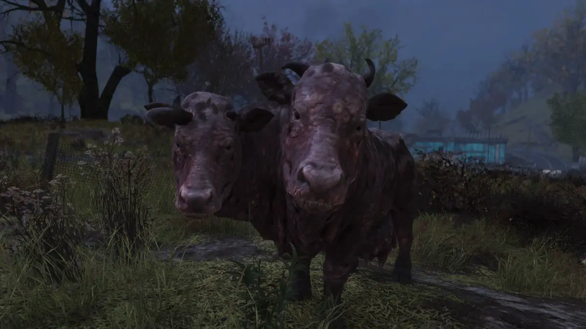 How to milk Brahmin in Fallout 76 - Game Sandwich